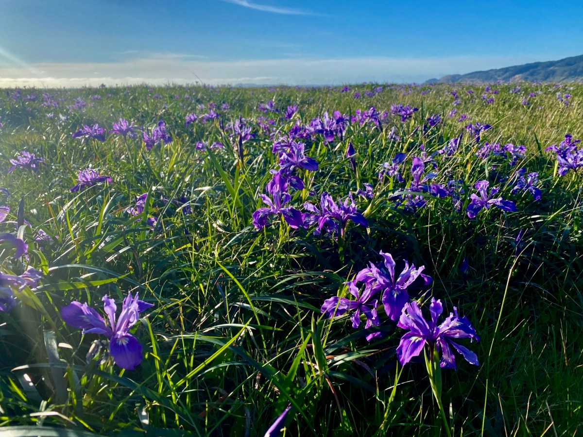 March Winds | Muriel Murch